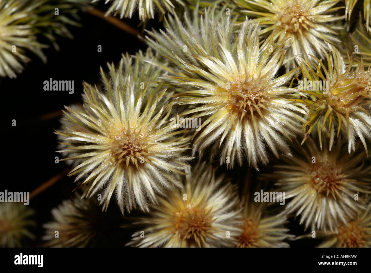 Featherhead - Phylica pubescens Stock Photo - Alamy