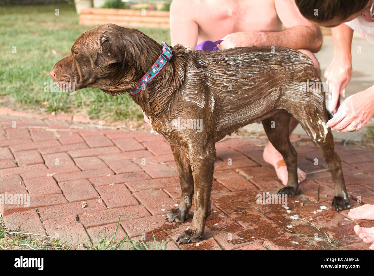 Dog being washed Stock Photo - Alamy