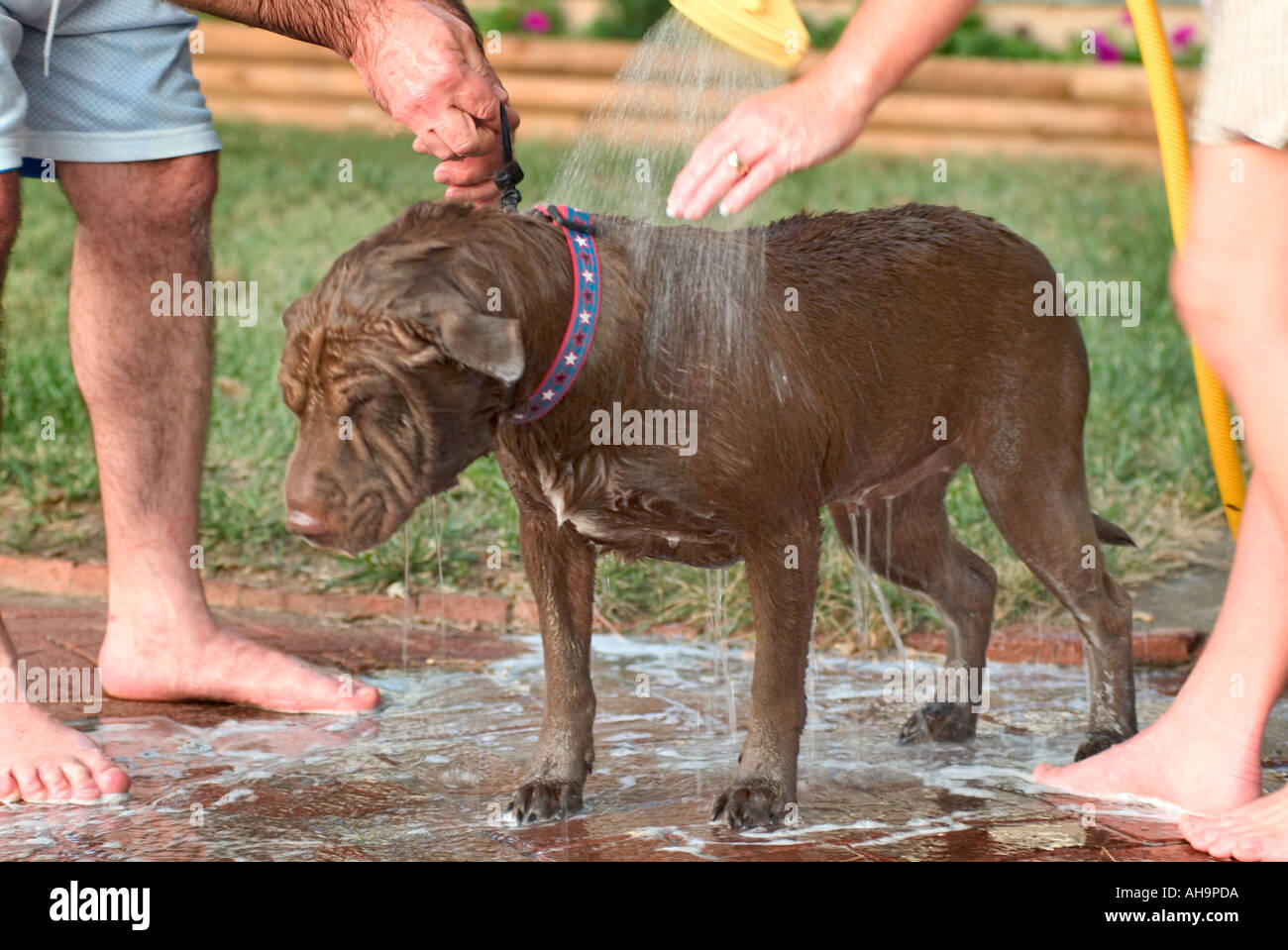 Dog being washed Stock Photo - Alamy