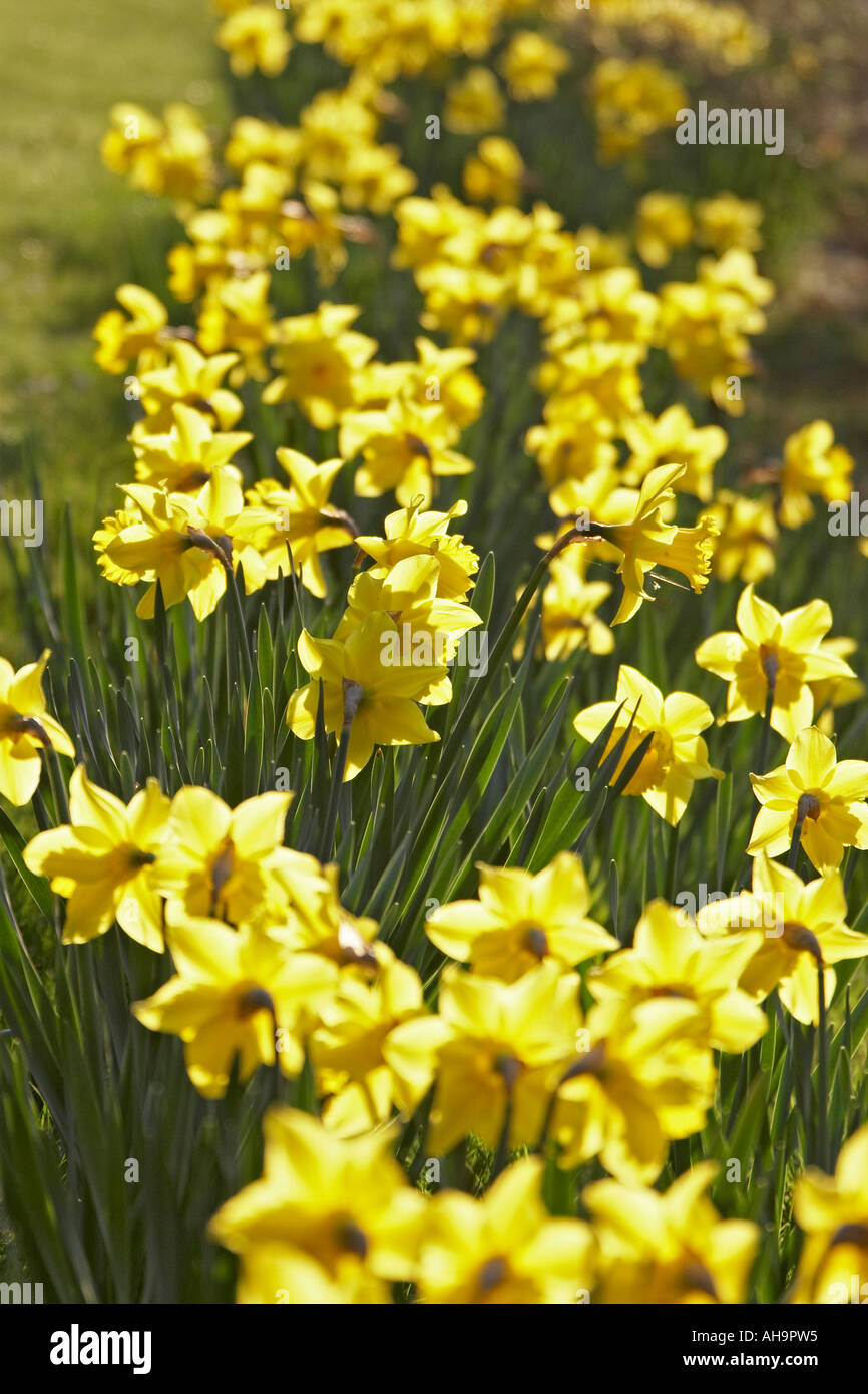 Host or cluster of yellow spring daffodil flowers in countryside in ...