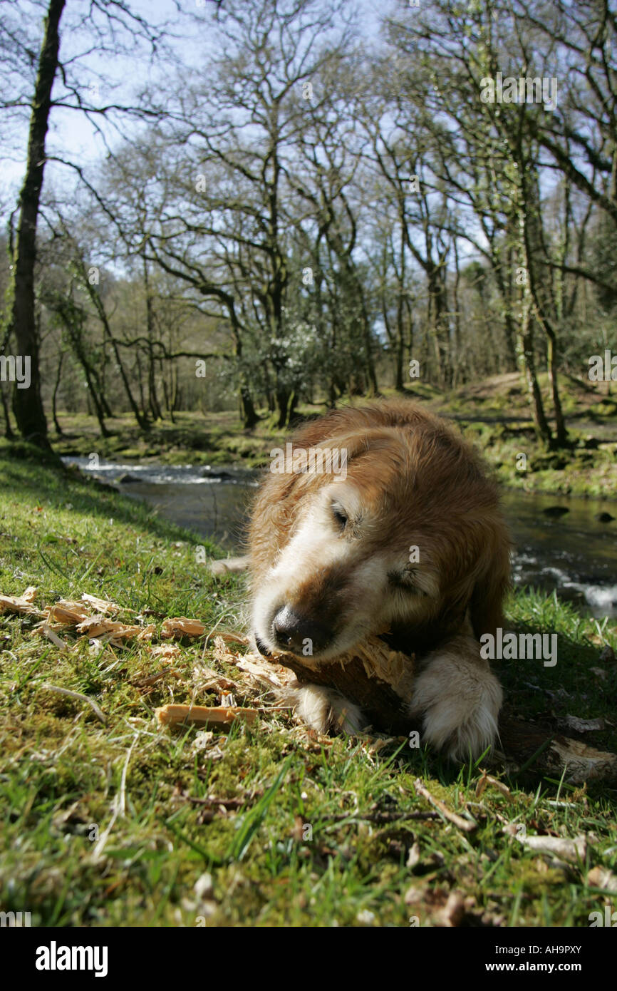 Golden Retriever chewing a stick by the River Walkham, Devon Stock ...