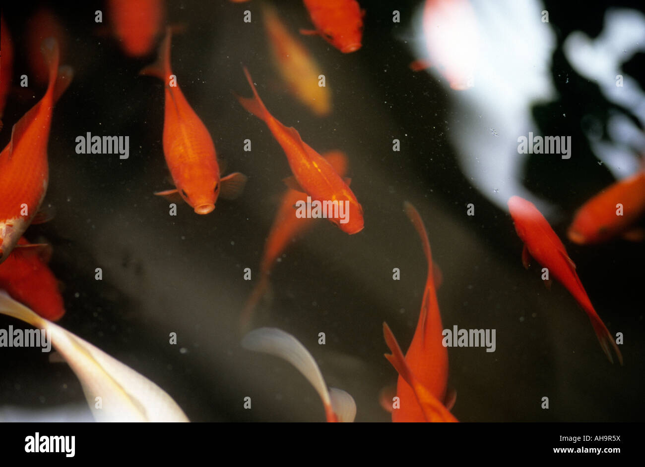 Shoaling water hi-res stock photography and images - Alamy