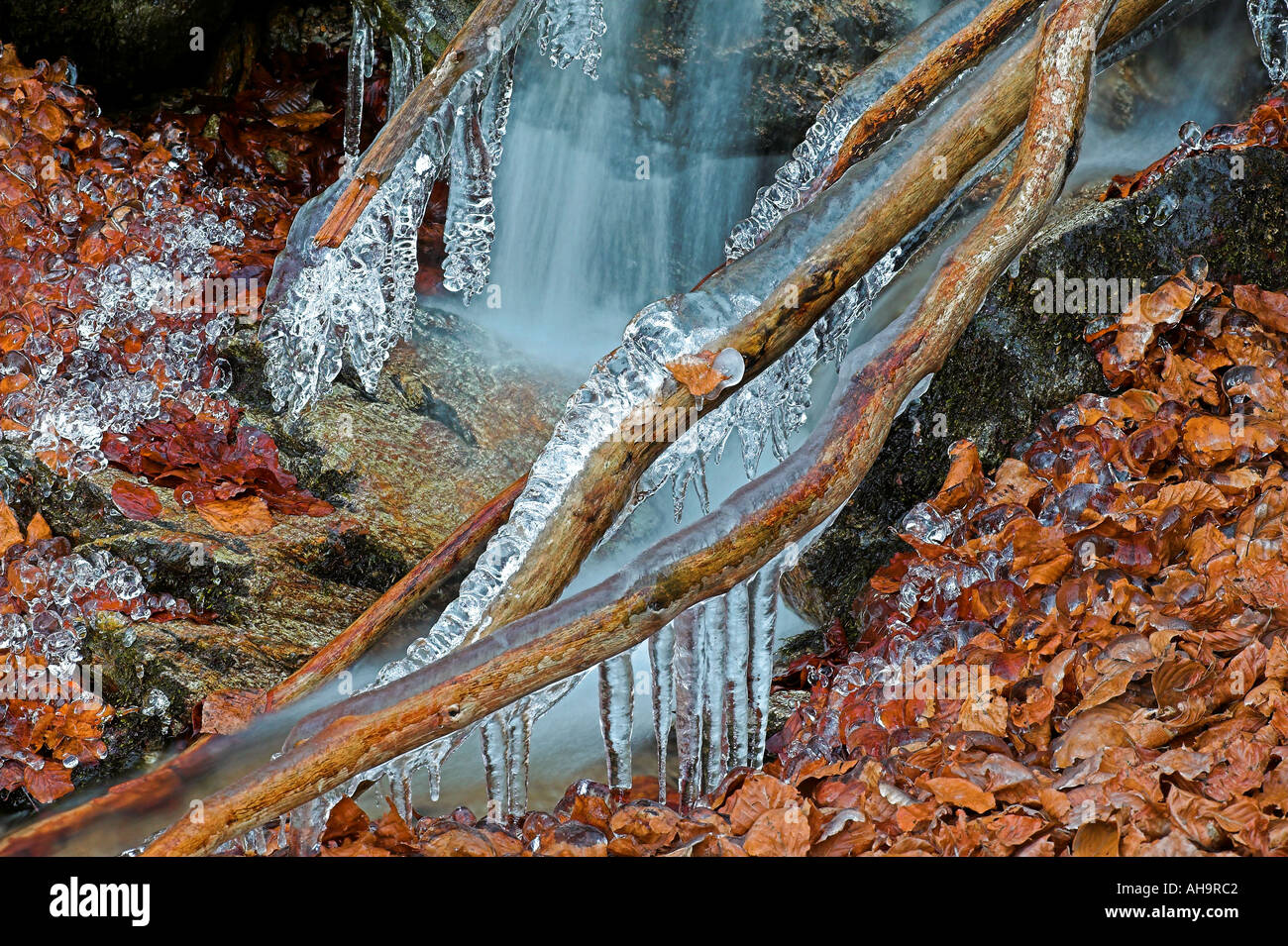 Twing branch hi-res stock photography and images - Alamy