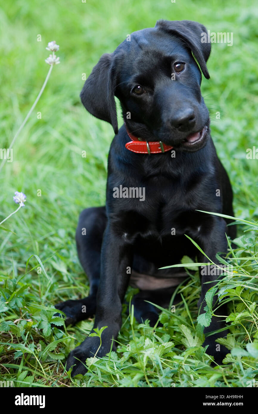 Black Labrador Puppy Stock Photo - Alamy