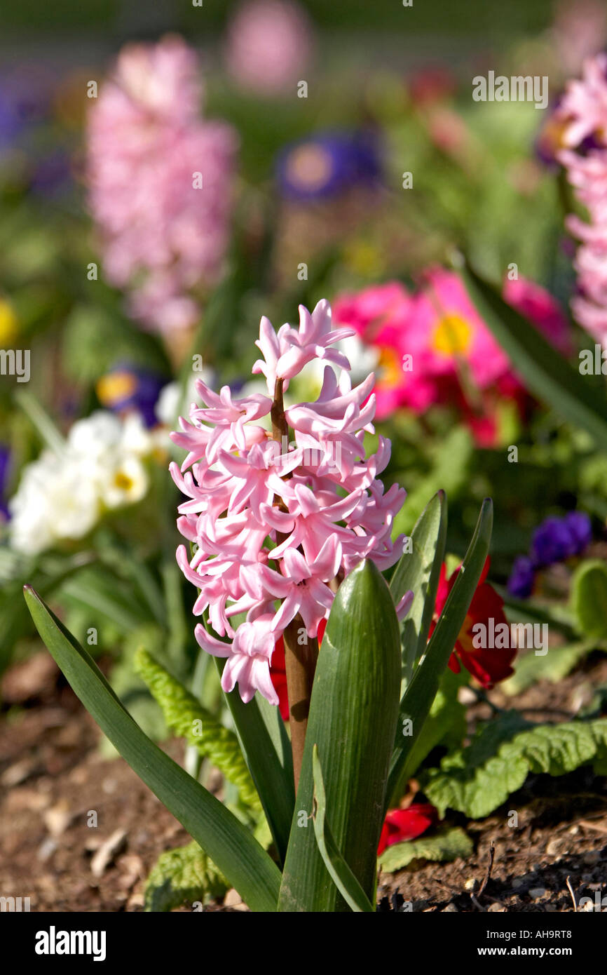 spring flowers in springtime in England Stock Photo - Alamy