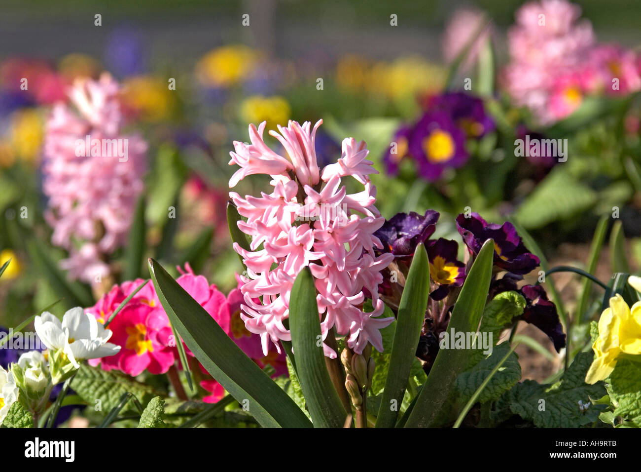 spring flowers in springtime in England Stock Photo - Alamy