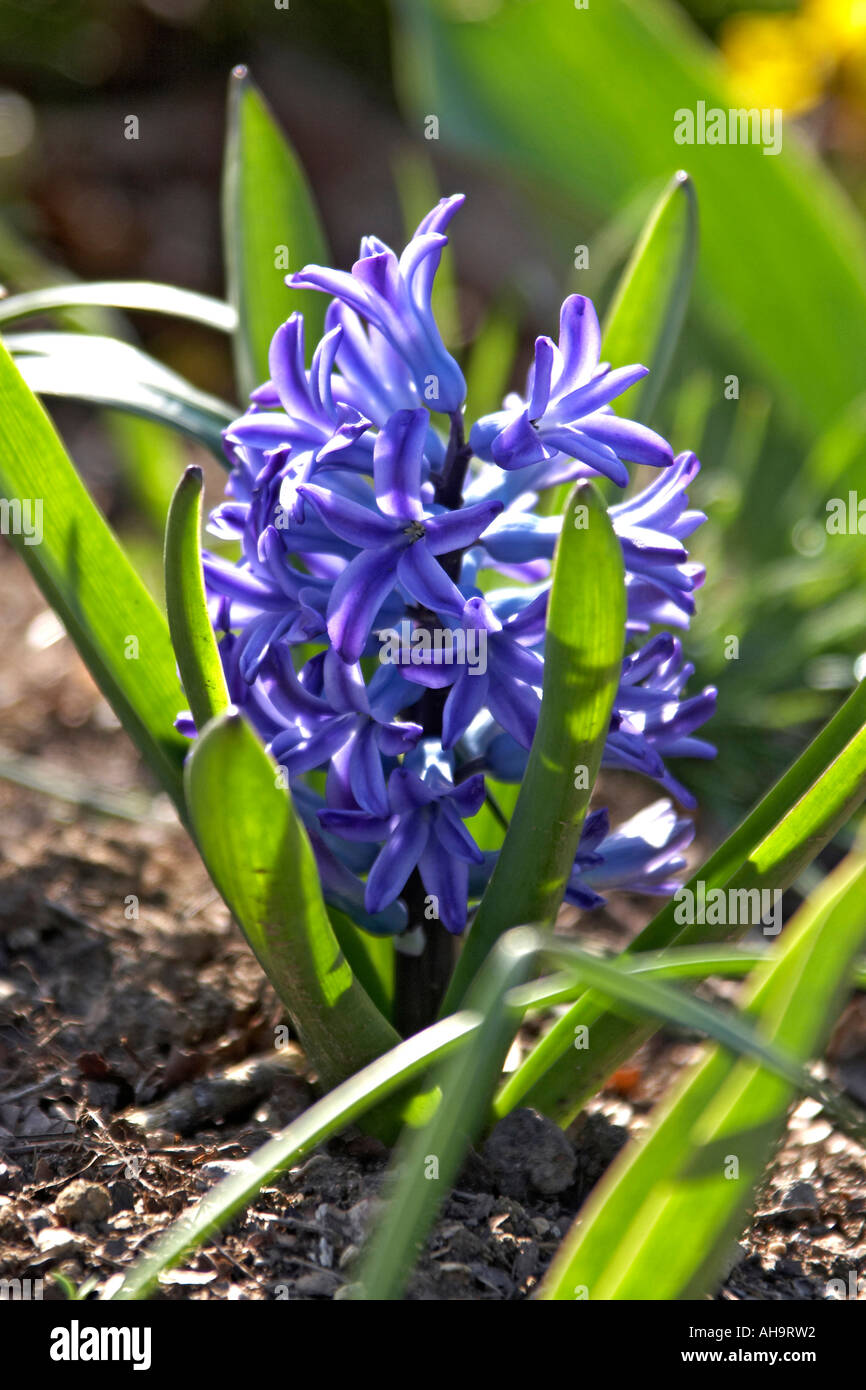 Blue hyacinth spring flowers in springtime in England Stock Photo - Alamy