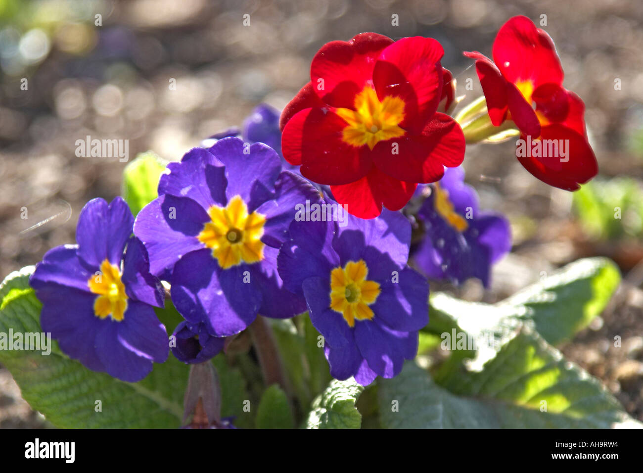 spring flowers in springtime in England Stock Photo - Alamy