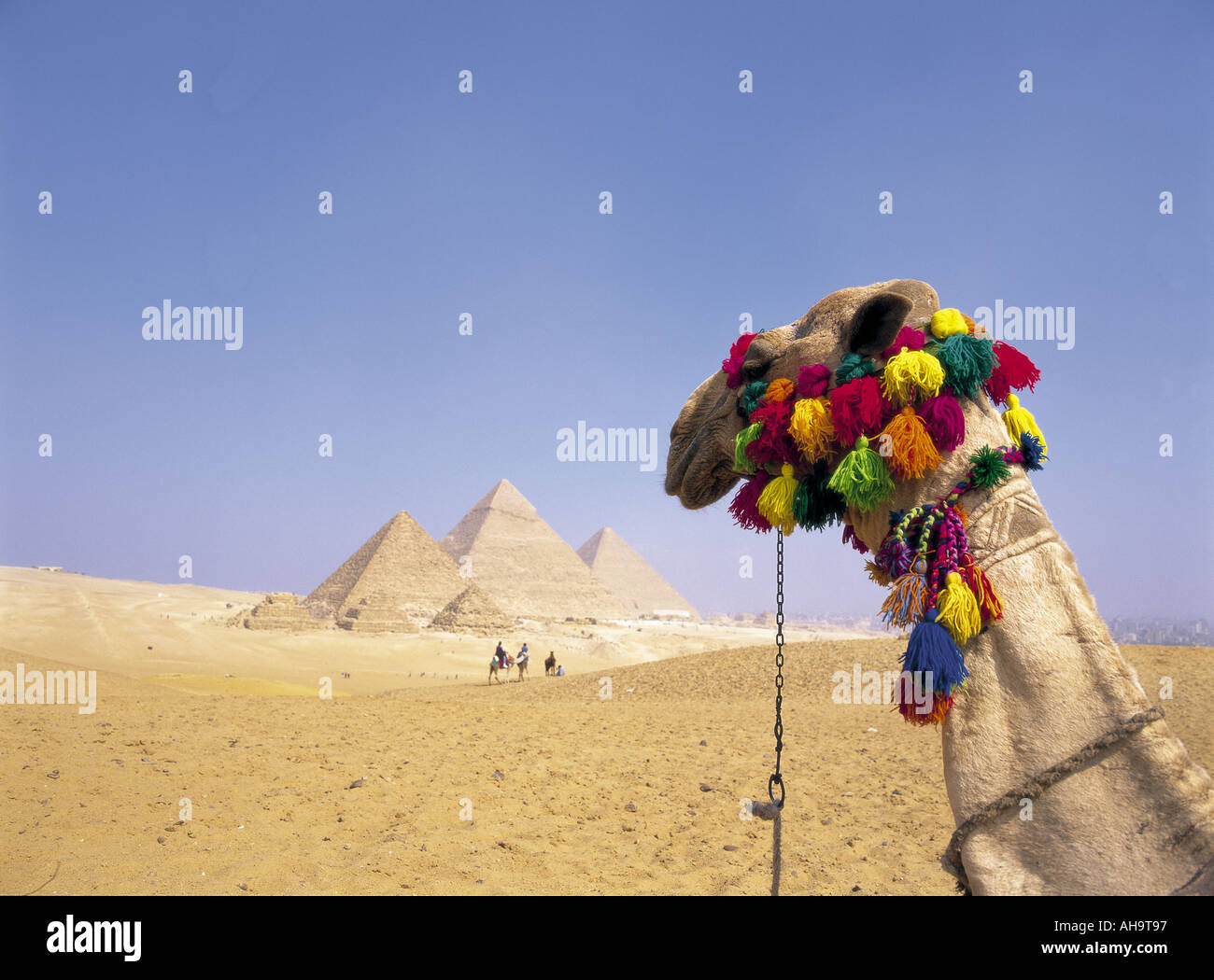 Animal grave egypt hi-res stock photography and images - Alamy