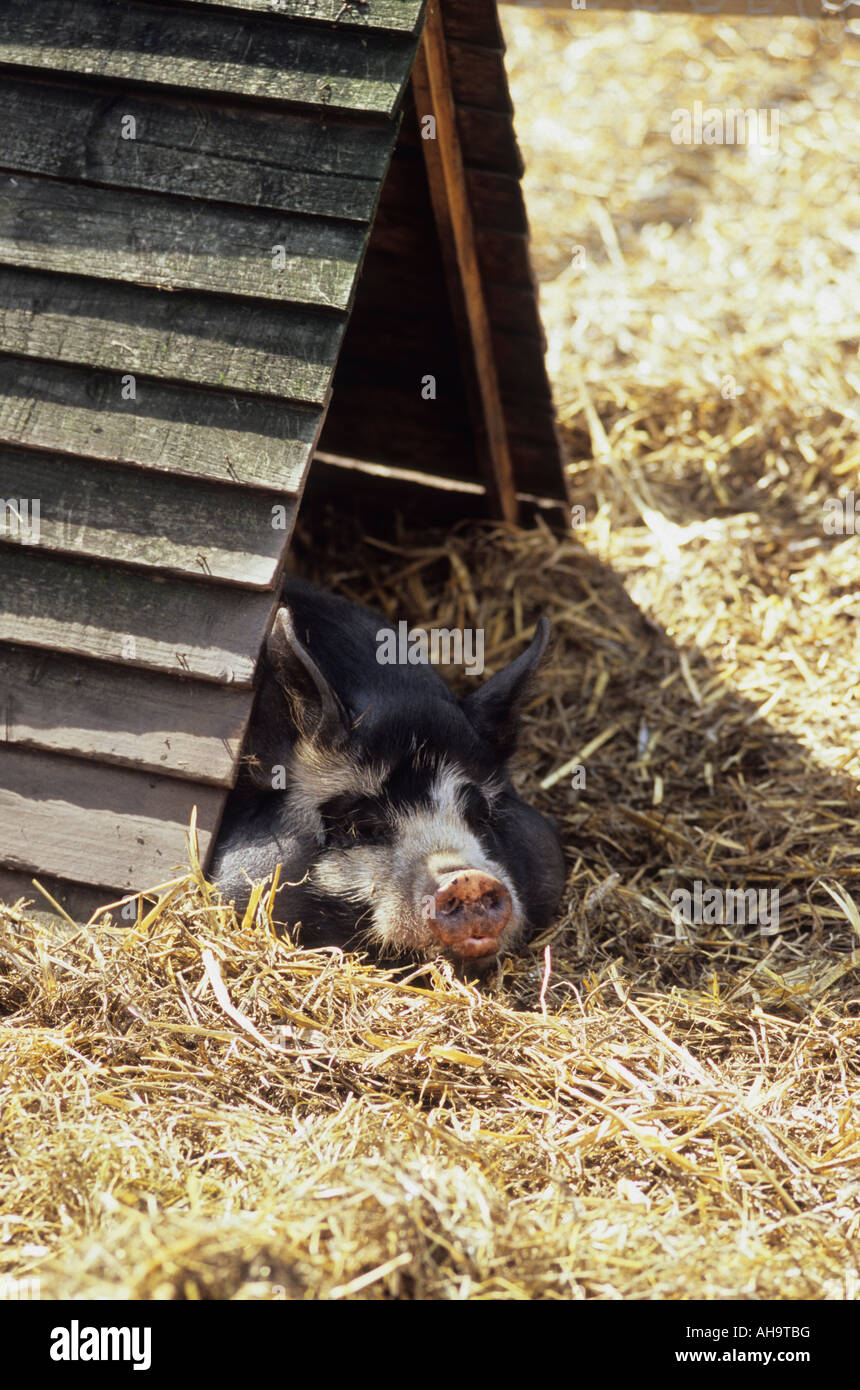Rare breed pig snuggled in straw in farmyard Stock Photo - Alamy