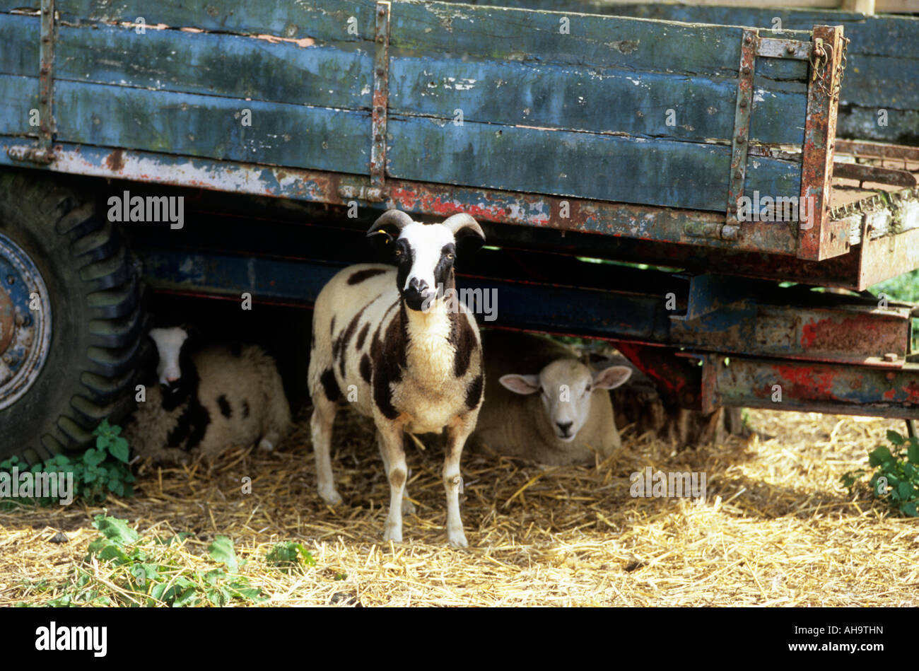 Rare-breed sheep resting under farmyard cart Stock Photo - Alamy