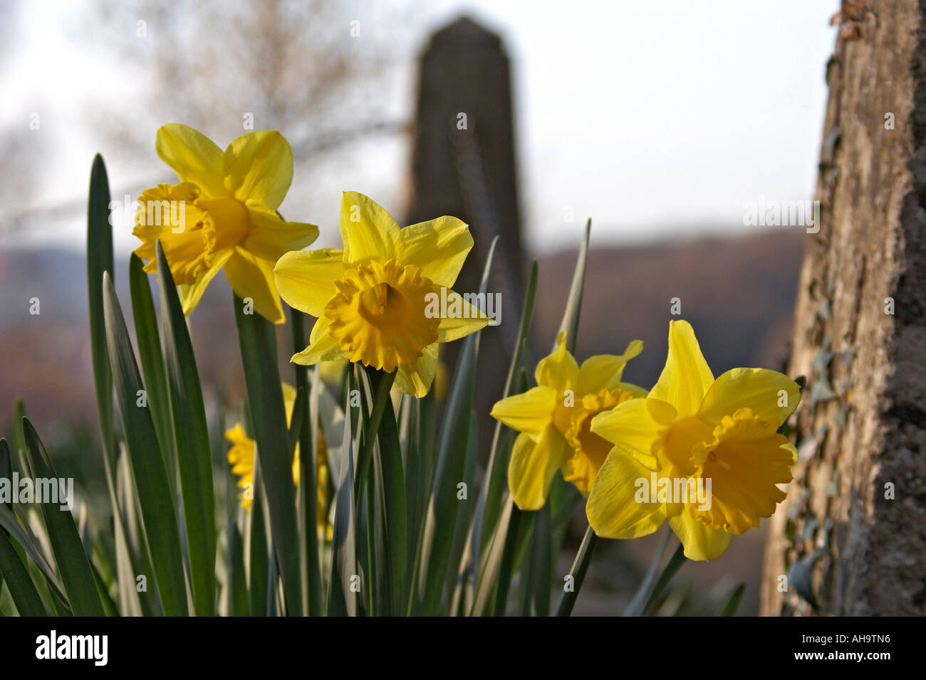 Yellow spring daffodil flowers in countryside in Gloucestershire ...