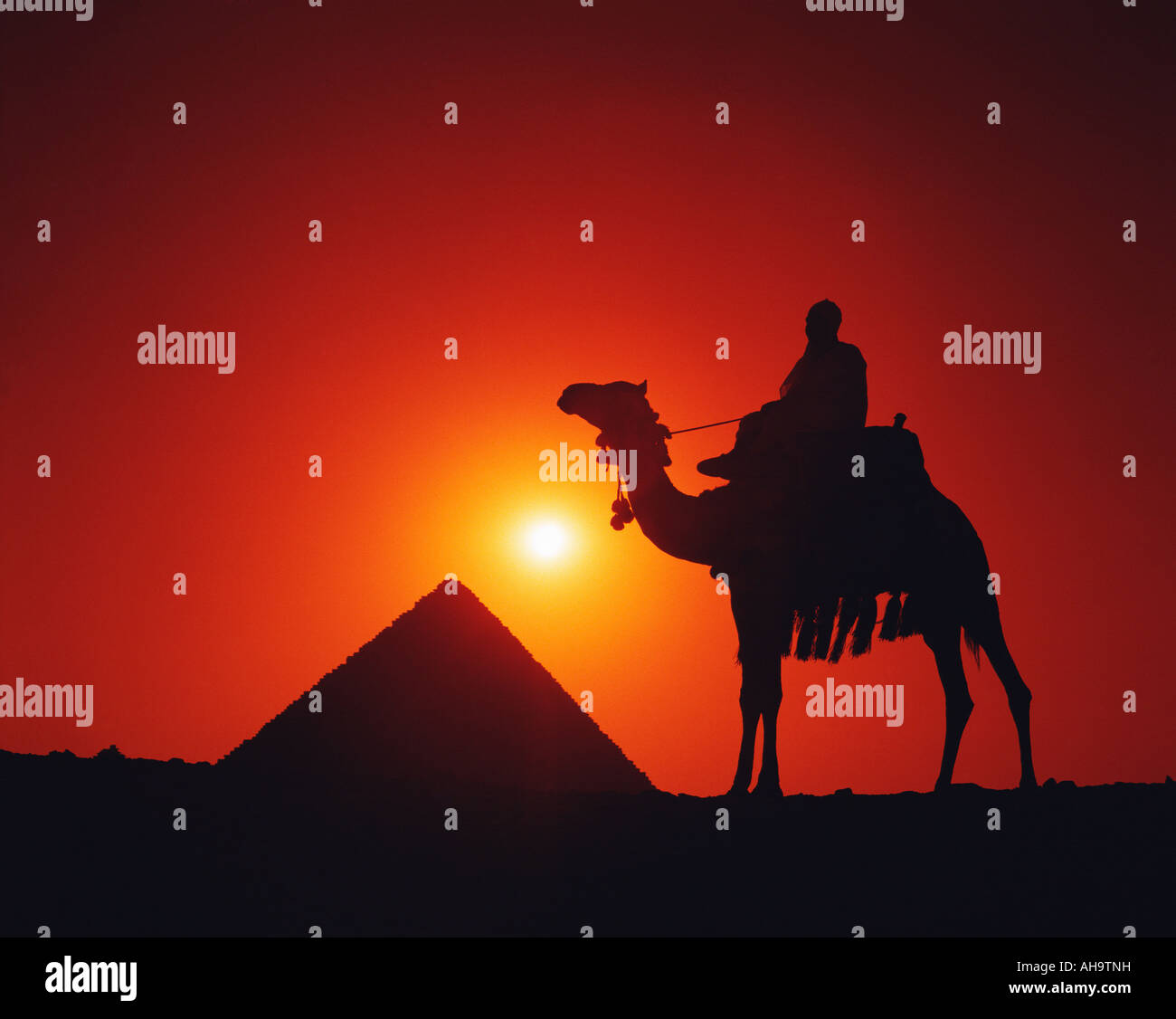 Silhouette of camel and pyramid at sunset Giza Egypt North Africa Stock ...