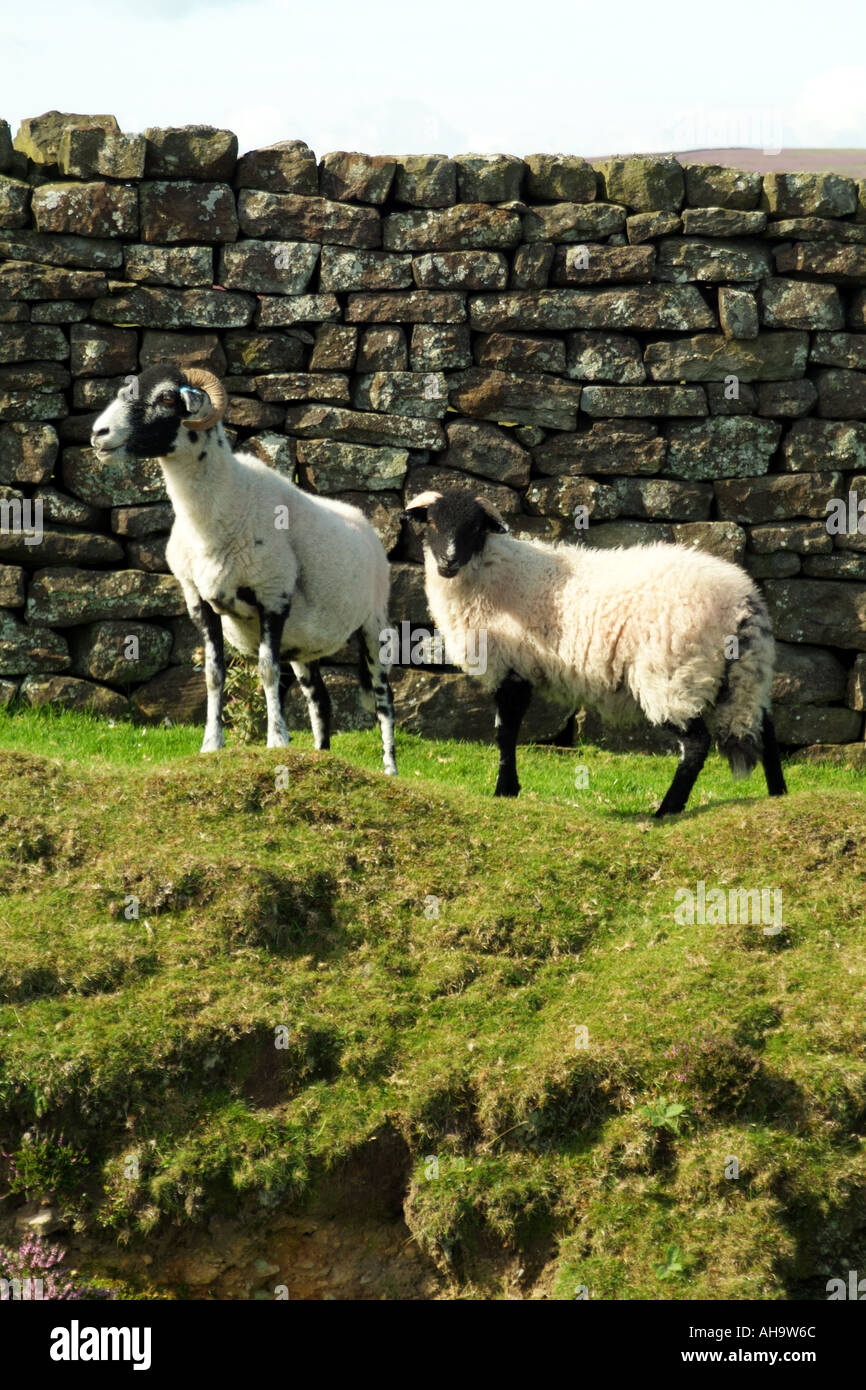 North Yorks National Park Yorkshire sheep grazing on moorland dry ...
