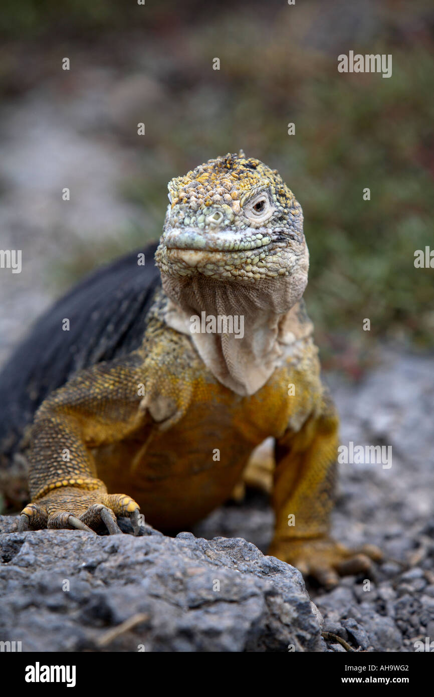 Yellow Land Iguanas