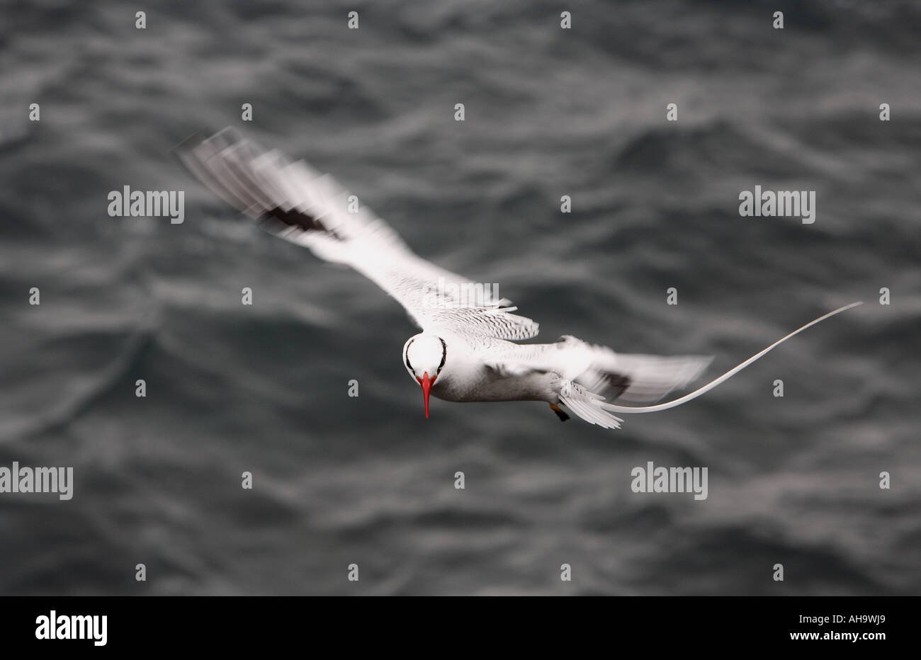 Red billed tropic bird in flight with long tail streamer, Galapagos ...