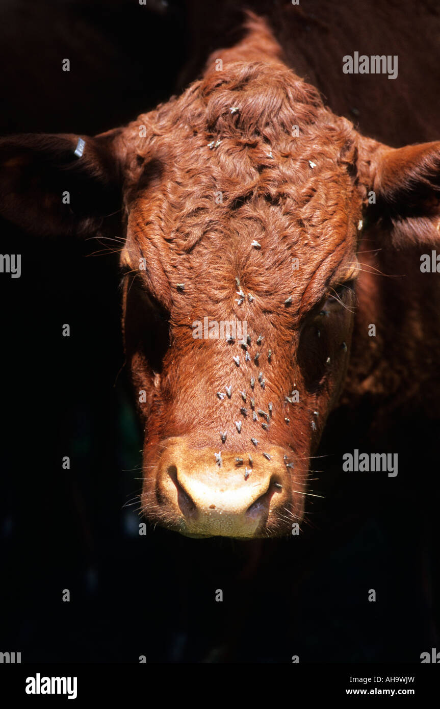 beef bull calf face lit up by summer sun and covered with flies Stock ...