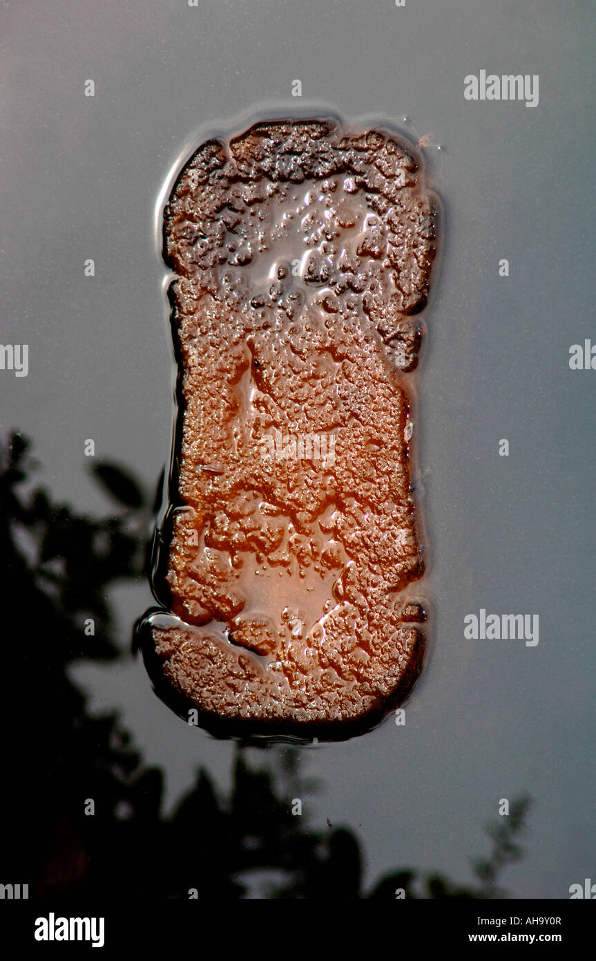 Sponge soaking water hi-res stock photography and images - Alamy