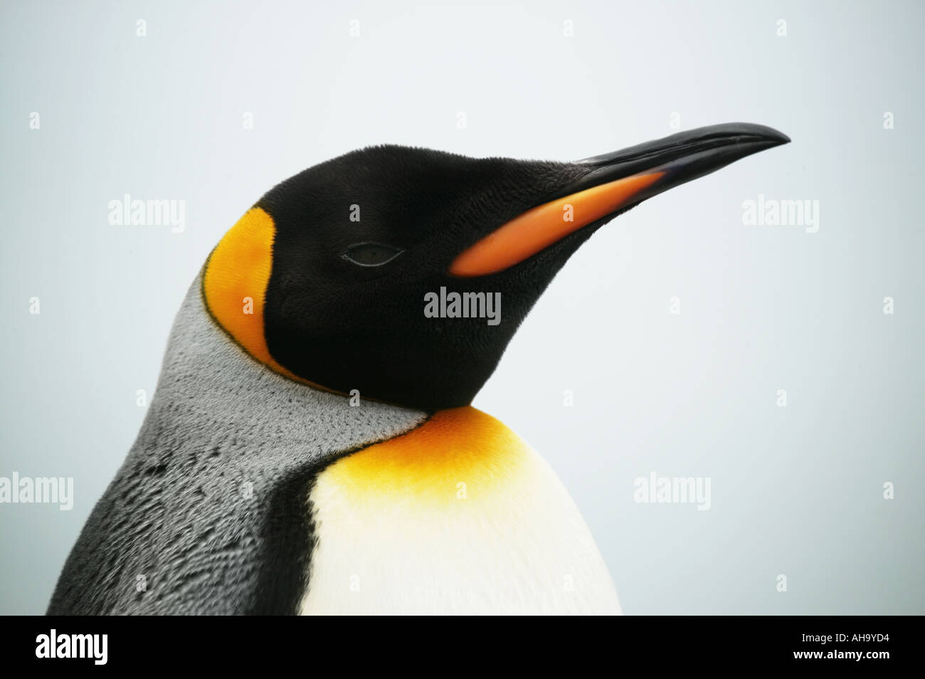 One [king penguin] [aptenodytes Cut Out Stock Images & Pictures - Alamy