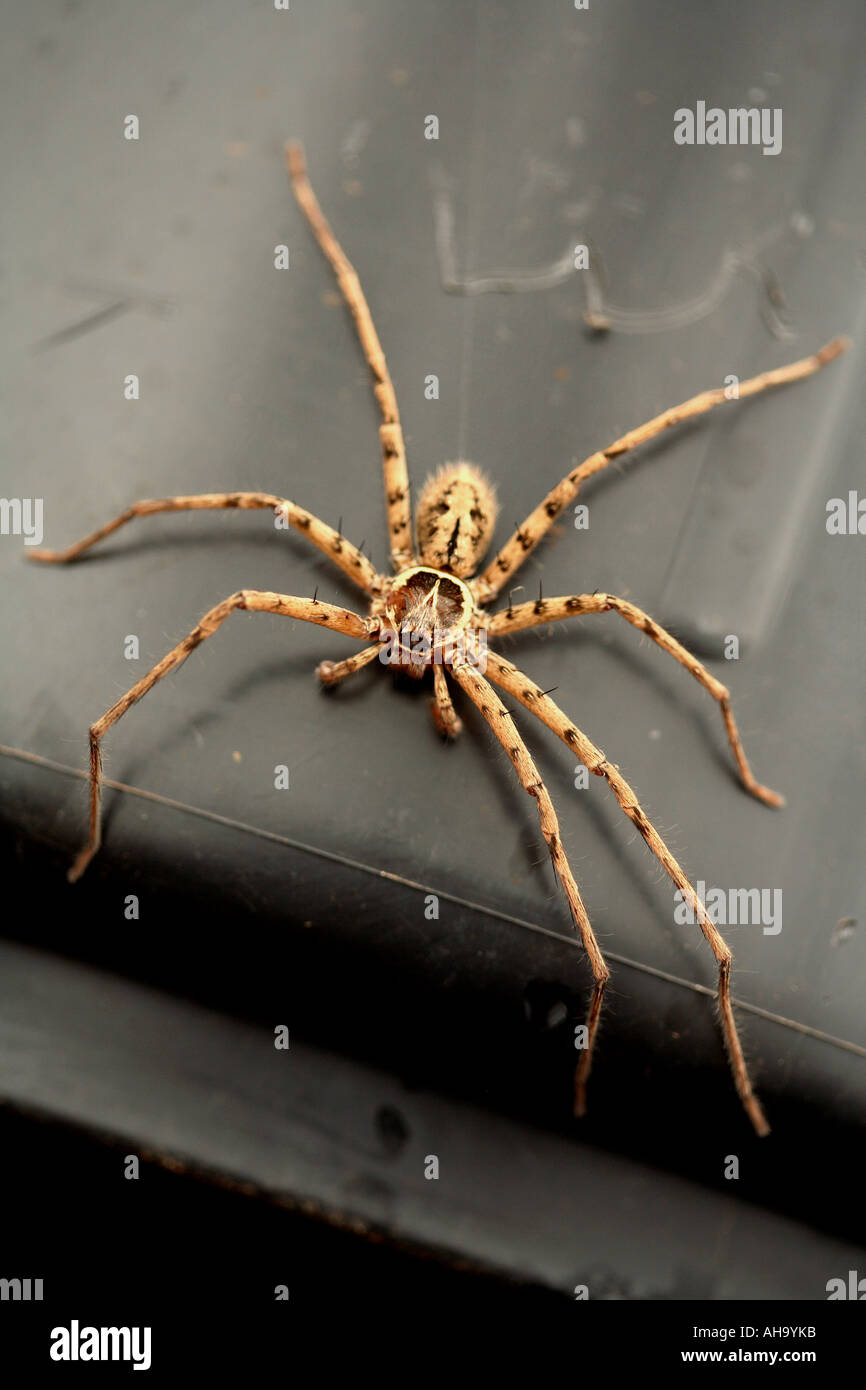Spider, Santa Cruz, Galapagos Islands, Ecuador, South America Stock ...