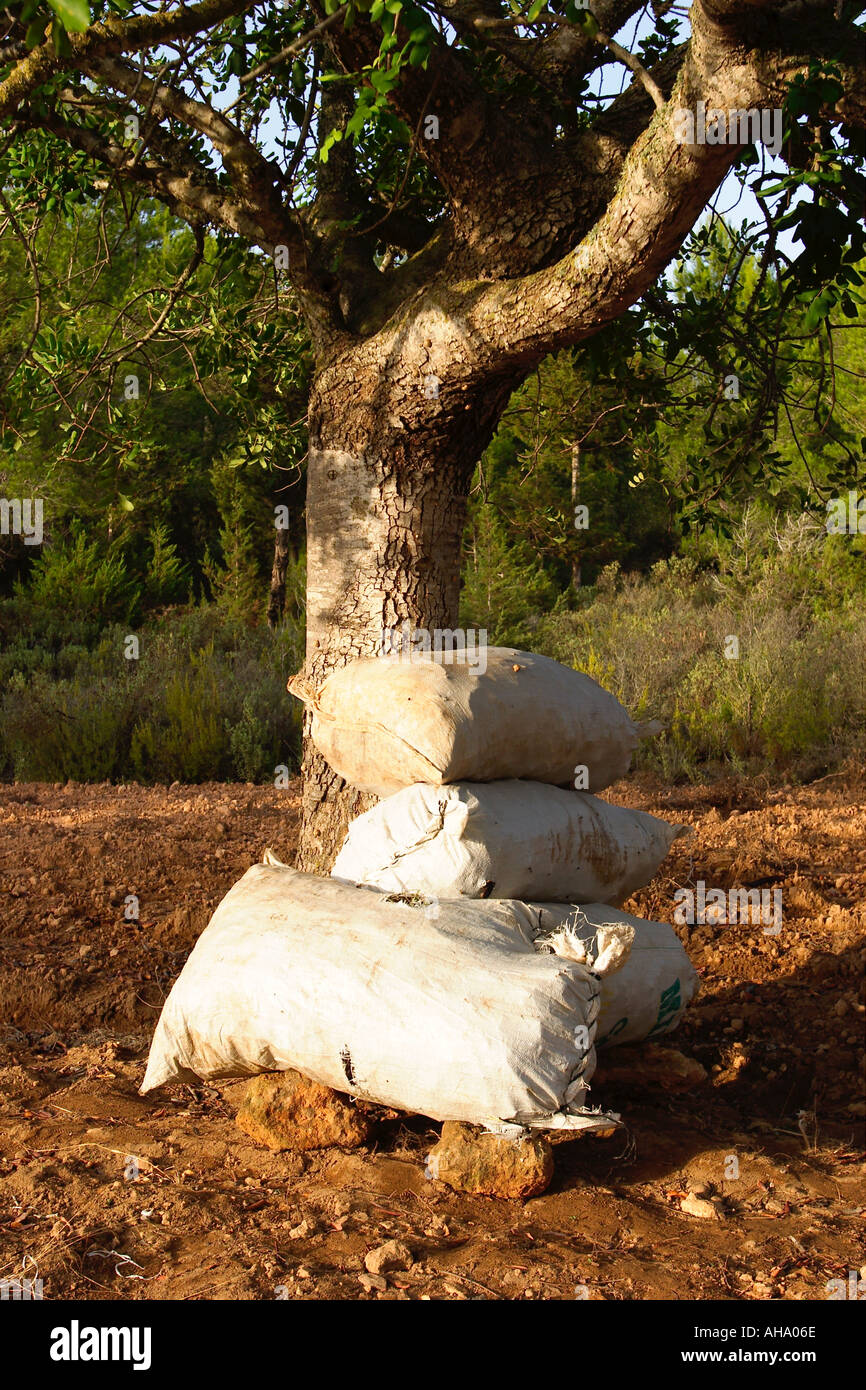 harvest of carob in Ibiza Stock Photo - Alamy