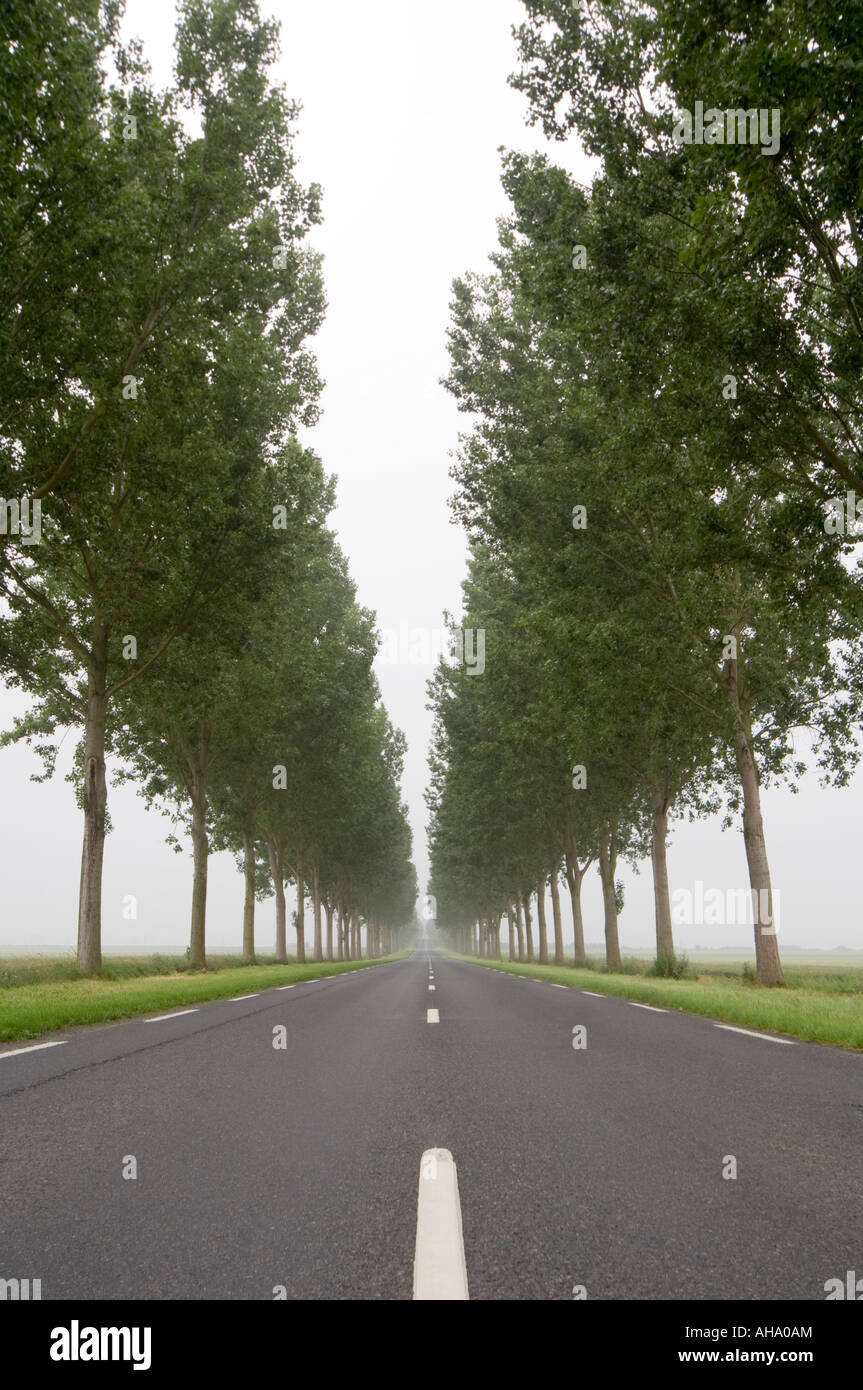 Rows of trees along empty road Stock Photo - Alamy Rows of trees along empty road Stock Photo - Alamy