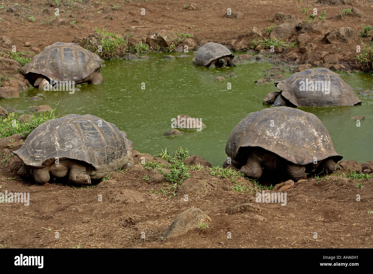Giant Tortoises drinking in pond in tortoise reserve, Santa Cruz ...