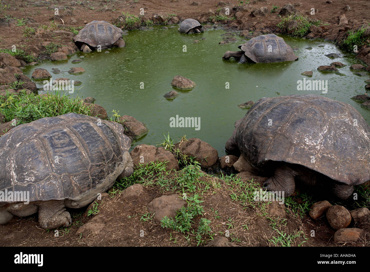 Giant Tortoises drinking in pond in tortoise reserve, Santa Cruz ...