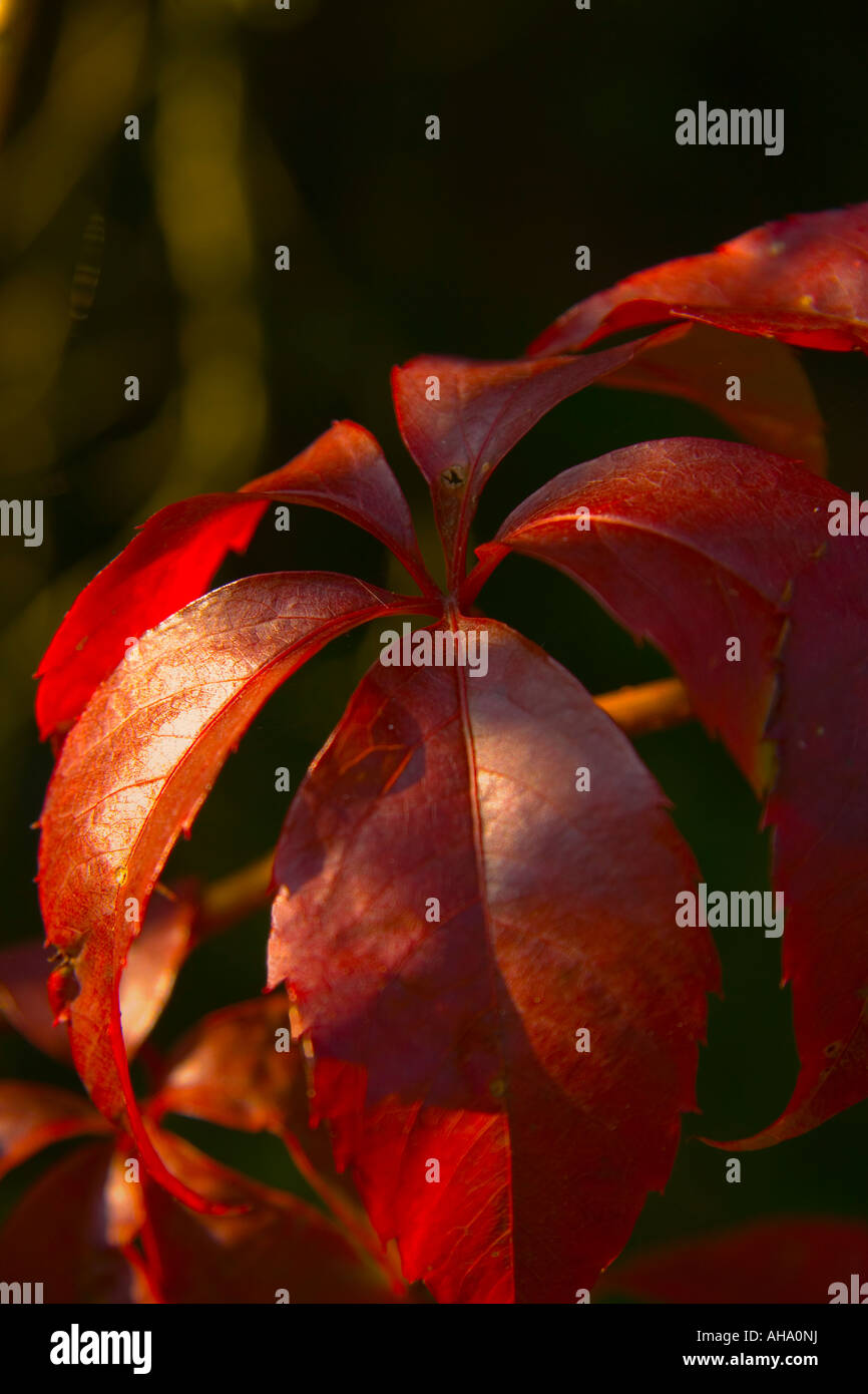 Autumn in the Netherlands. Leaves are turning red Stock Photo - Alamy