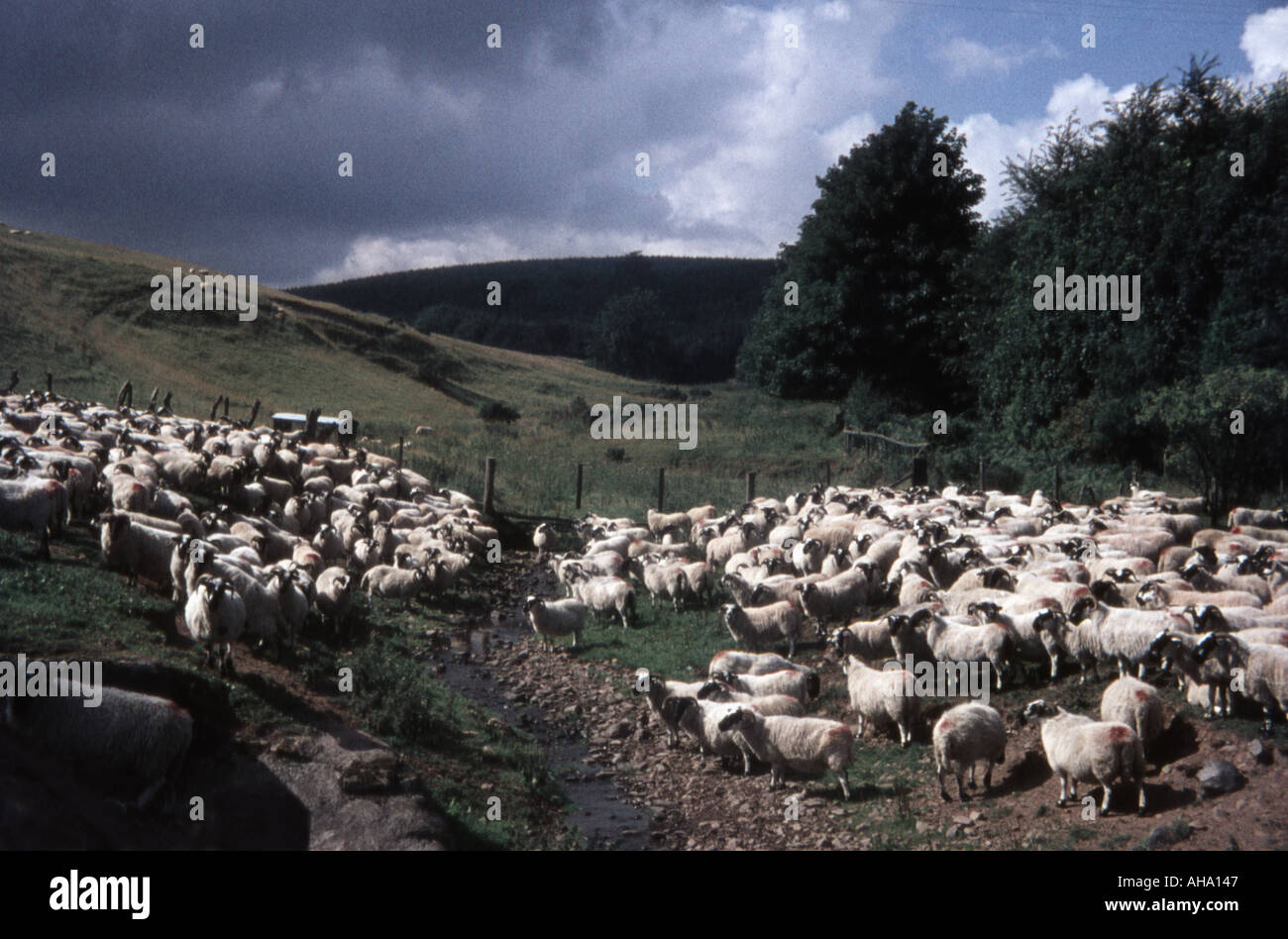 colour image off a landscape off open country side with lots off sheep ...