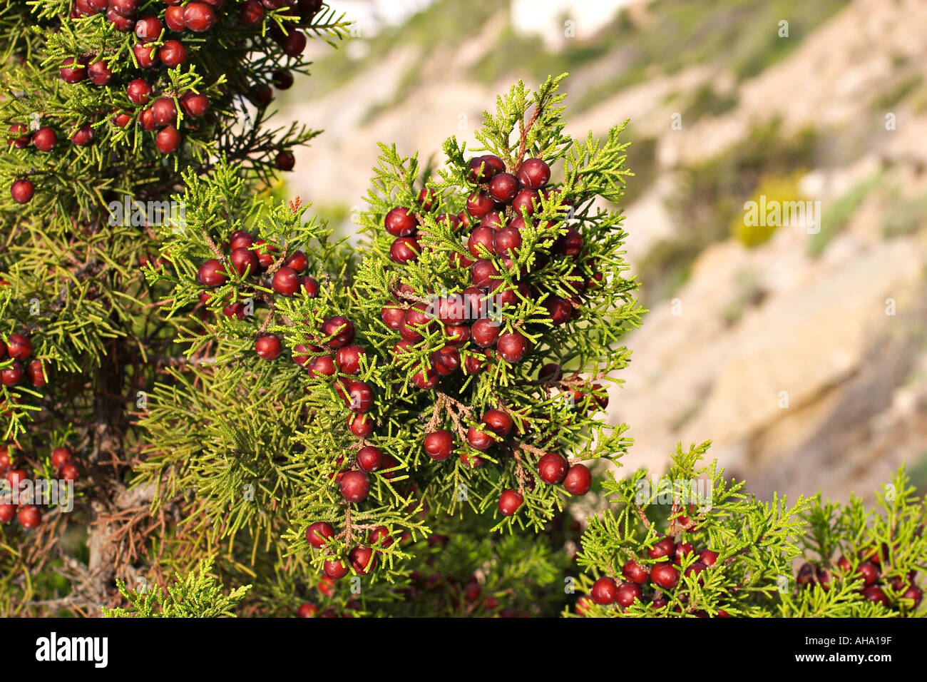 Phoenician juniper Juniperus phoenicea fructiferous Ibiza Stock Photo ...