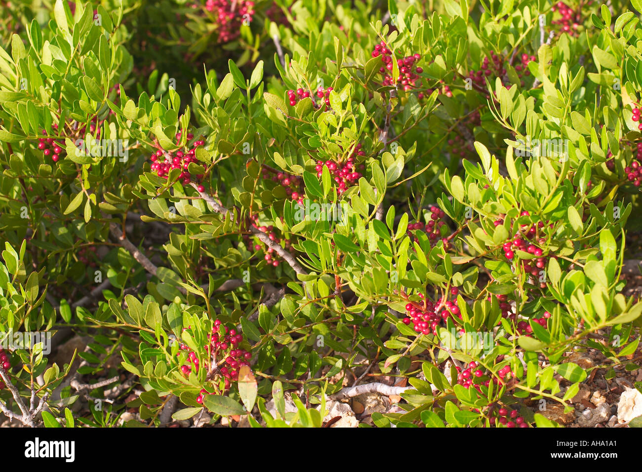 Mastic Tree Evergreen Pistache Pistacia lentiscus Ibiza Stock Photo - Alamy