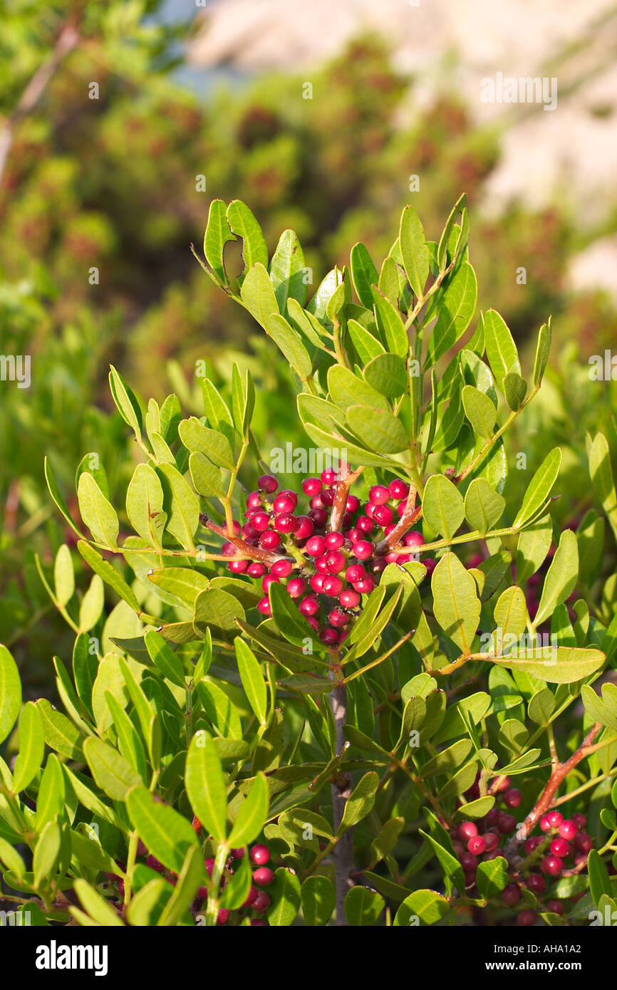 Mastic Tree Stock Photos & Mastic Tree Stock Images - Alamy