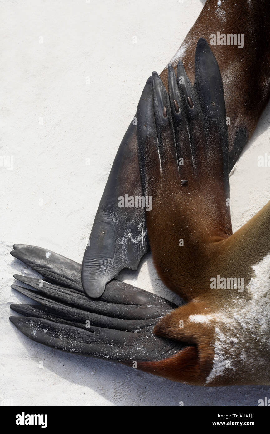Lion feet human hand hi-res stock photography and images - Alamy