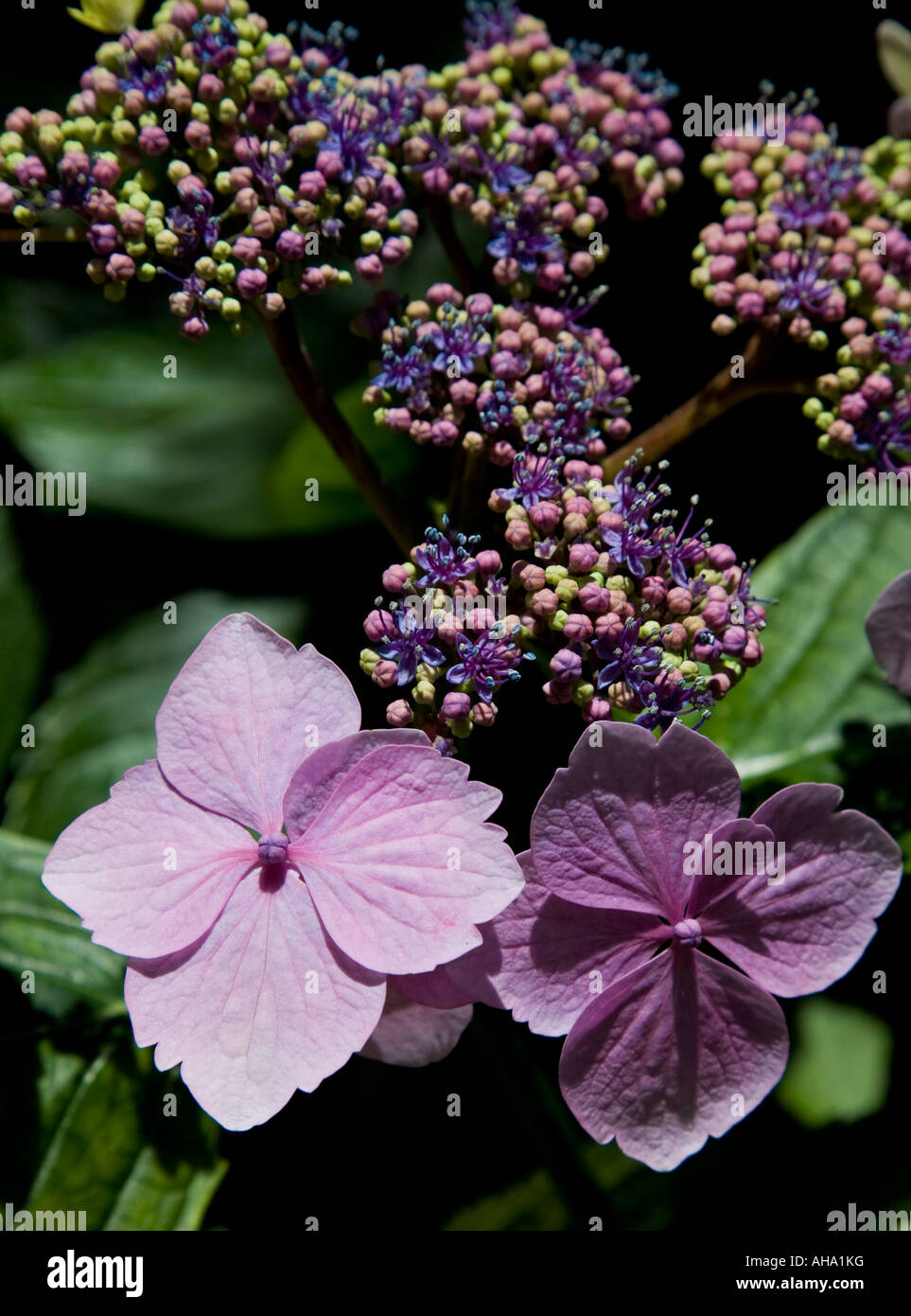Propagate hydrangea hi-res stock photography and images - Alamy