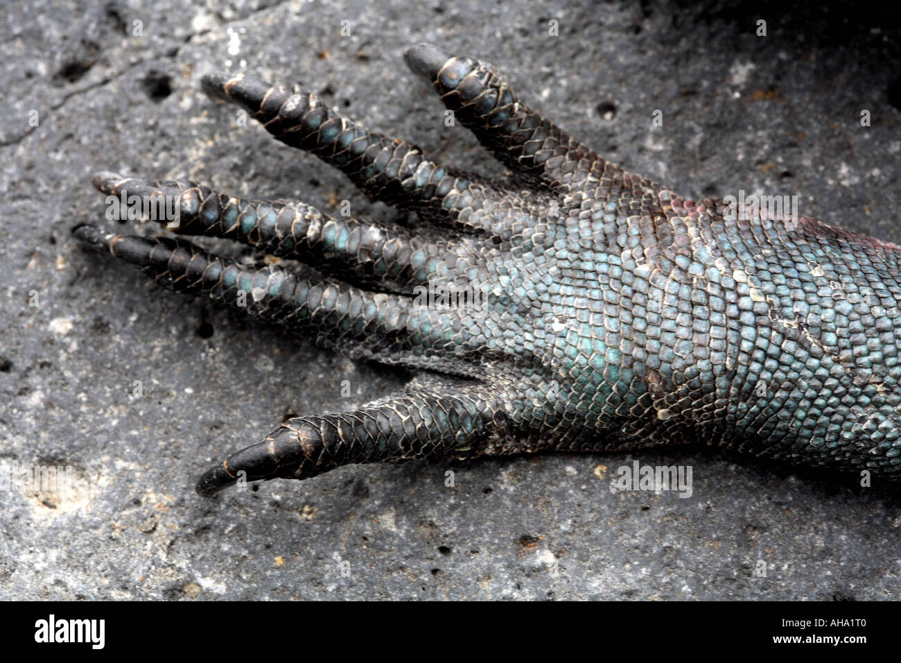 Marine iguana close up of foot, holding rock, Espanola Island ...