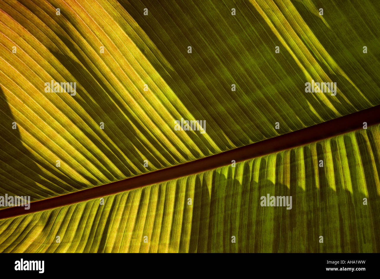 Palm leaf in sunlight and shade Stock Photo - Alamy