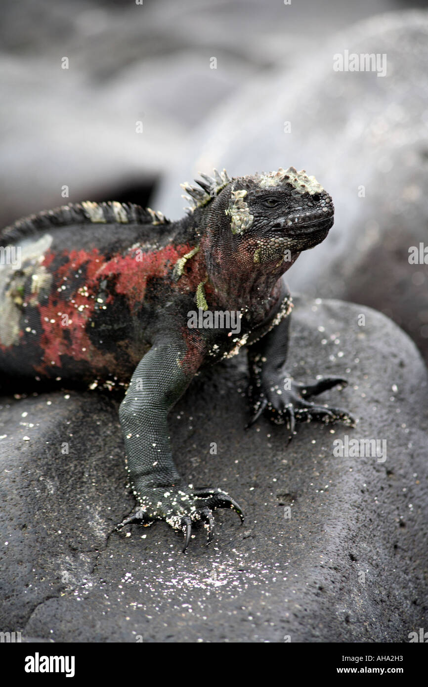 Vertical full length portrait of marine iguana with red breeding colour ...