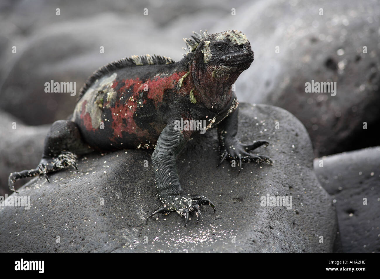 Horizontal full length portrait of marine iguana with red breeding ...