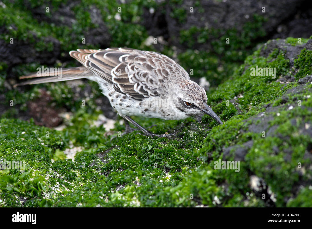 Hood Mockingbird hunting for insects among green algae on seashore ...