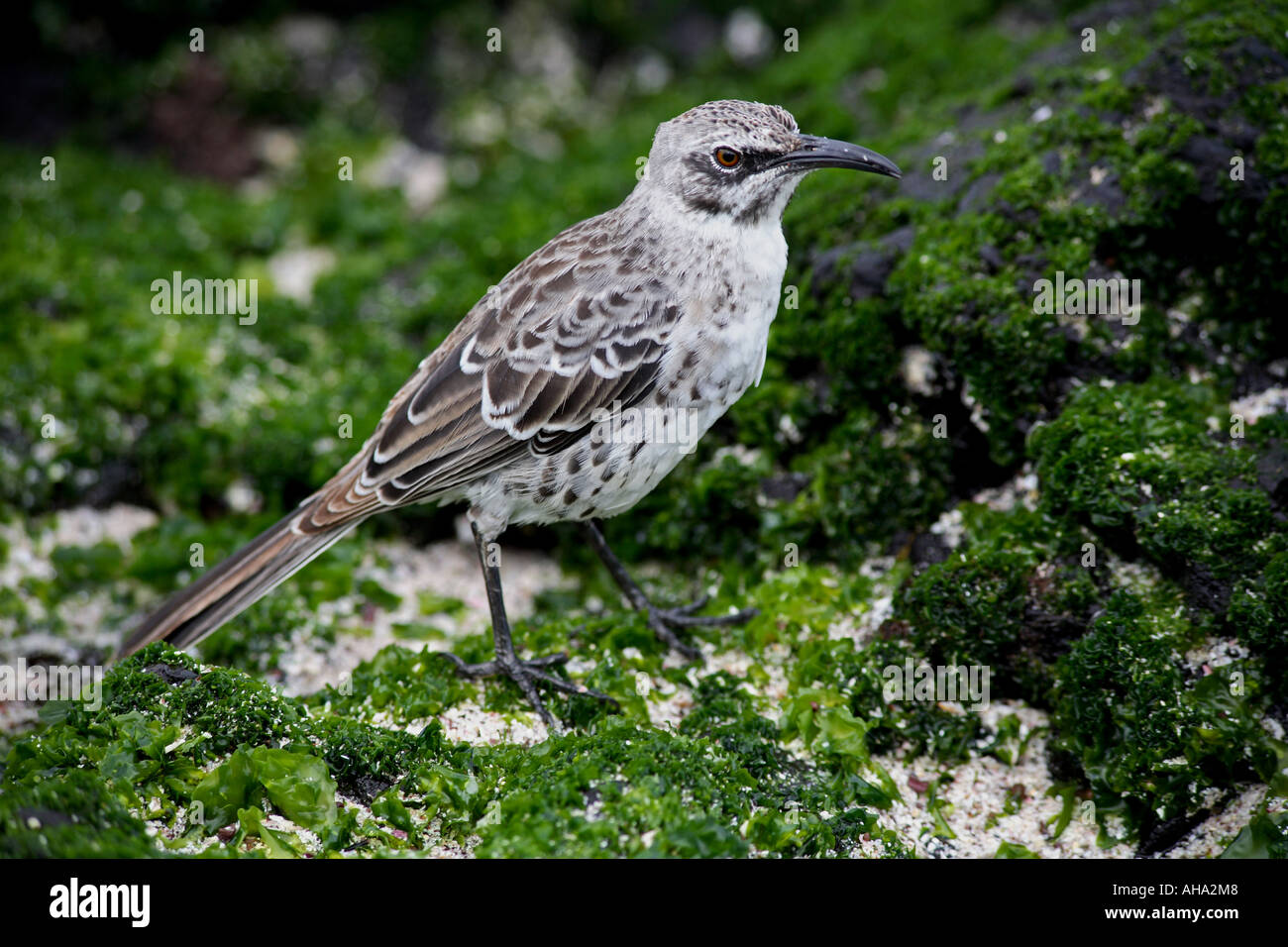 Hood Mockingbird hunting for insects among green algae on seashore ...