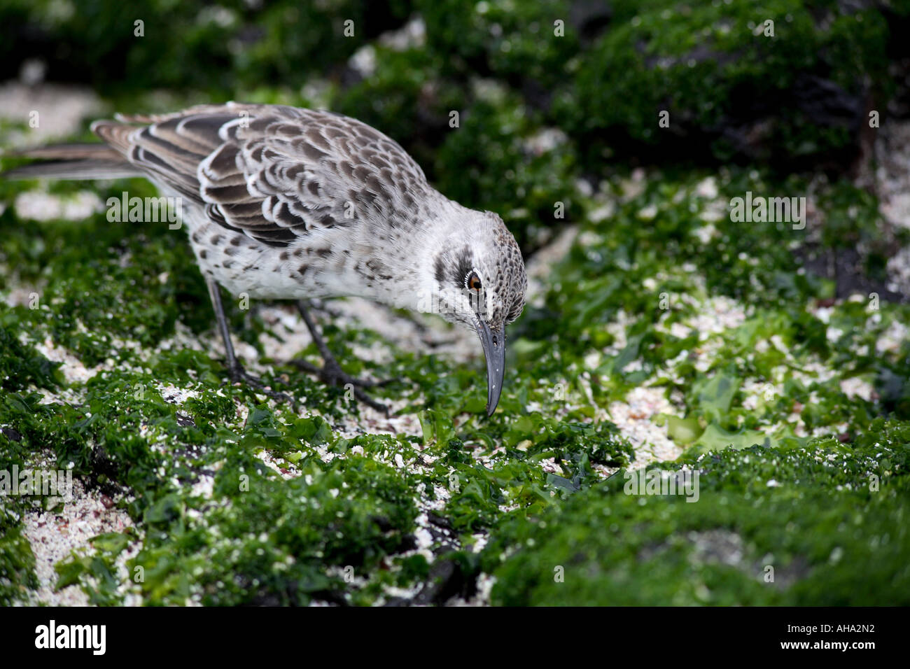 Hood Mockingbird hunting for insects among green algae on seashore ...
