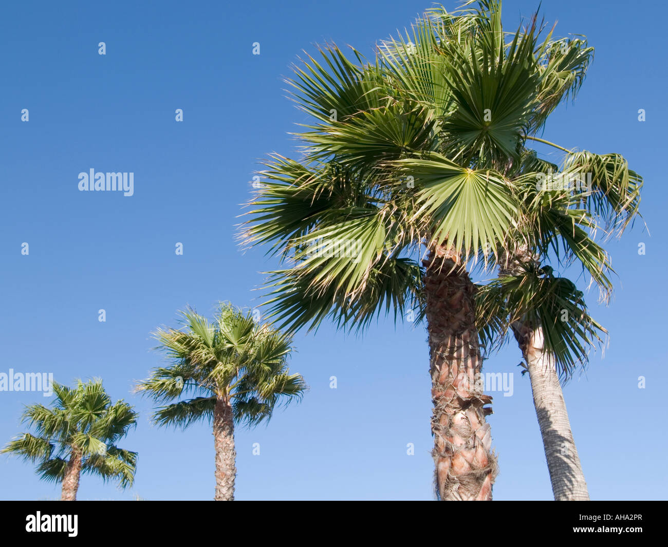 Massive palms hi-res stock photography and images - Alamy
