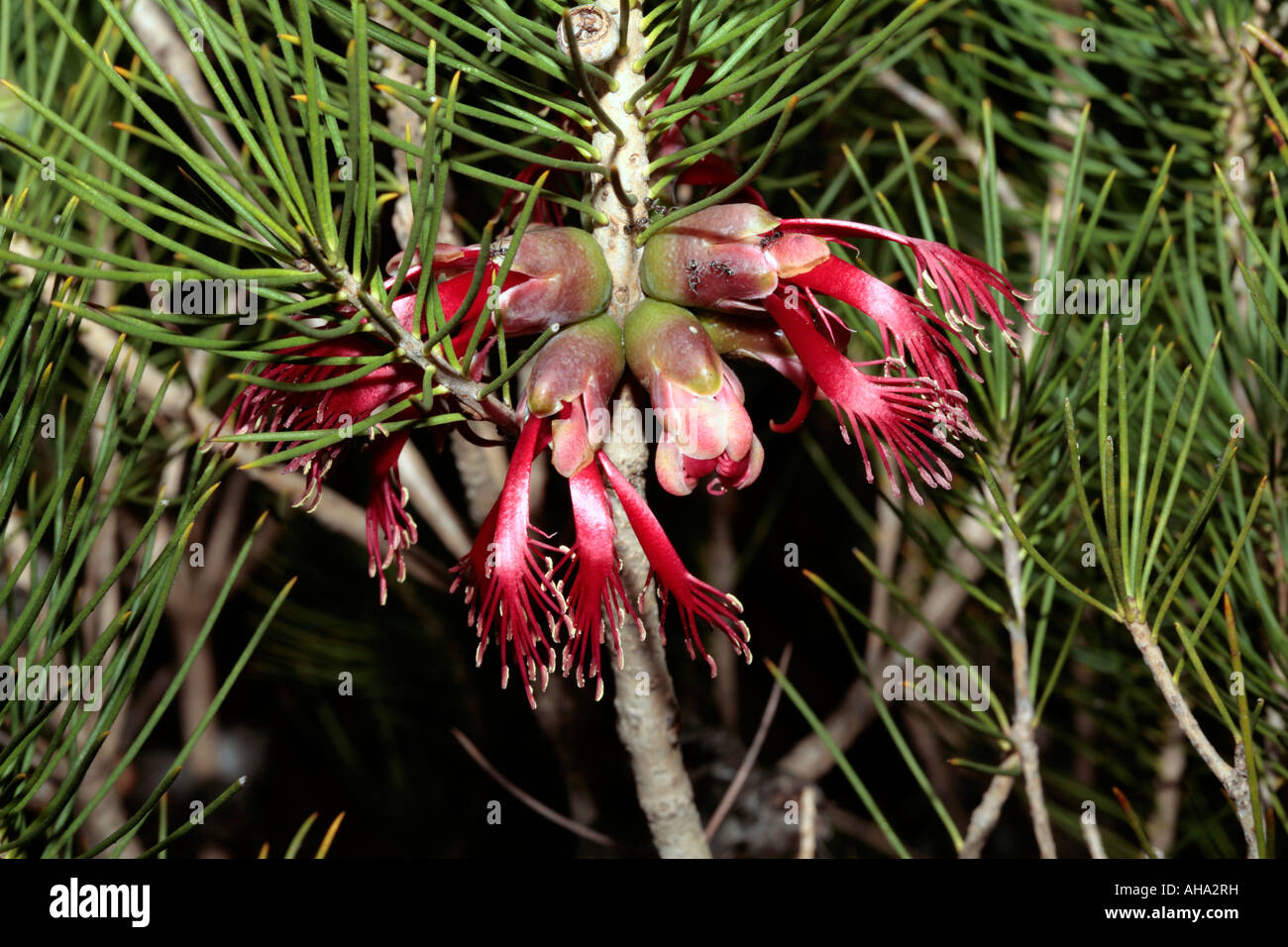 Barrens Claw Flower and Ants - Calothamnus validus and Lasius niger ...