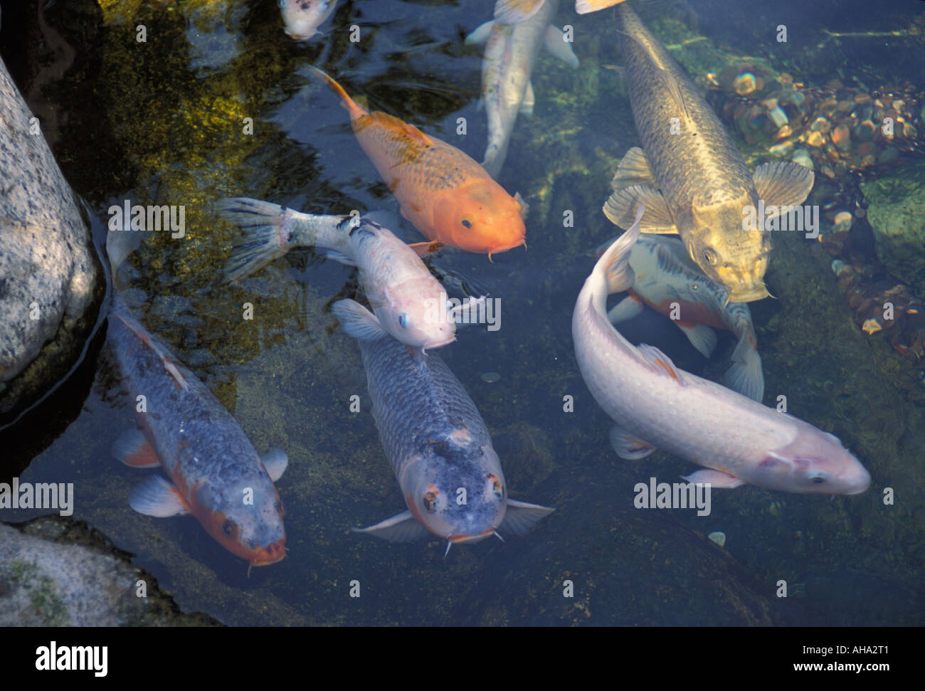 Koi Fish Los Angeles County California United States of America Stock ...