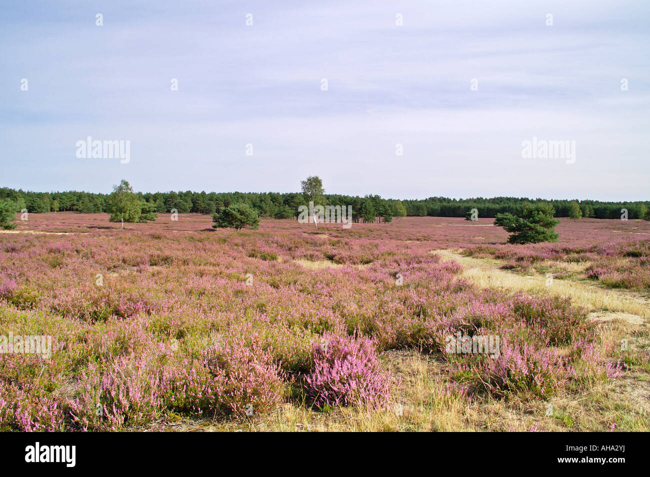Lower heathland hi-res stock photography and images - Alamy