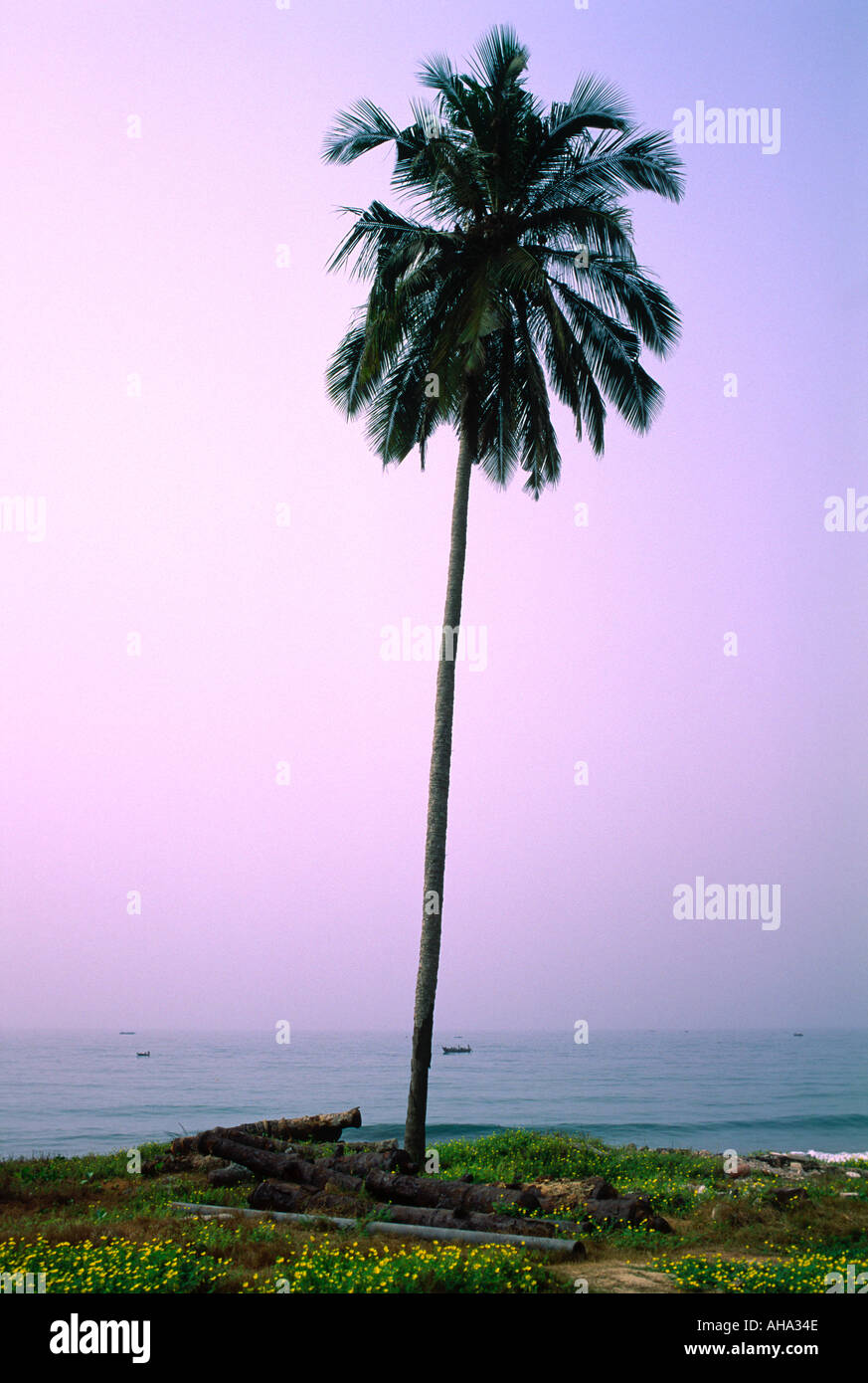 Lone palm tree on the Atlantic ocean shore, Ghana Stock Photo - Alamy
