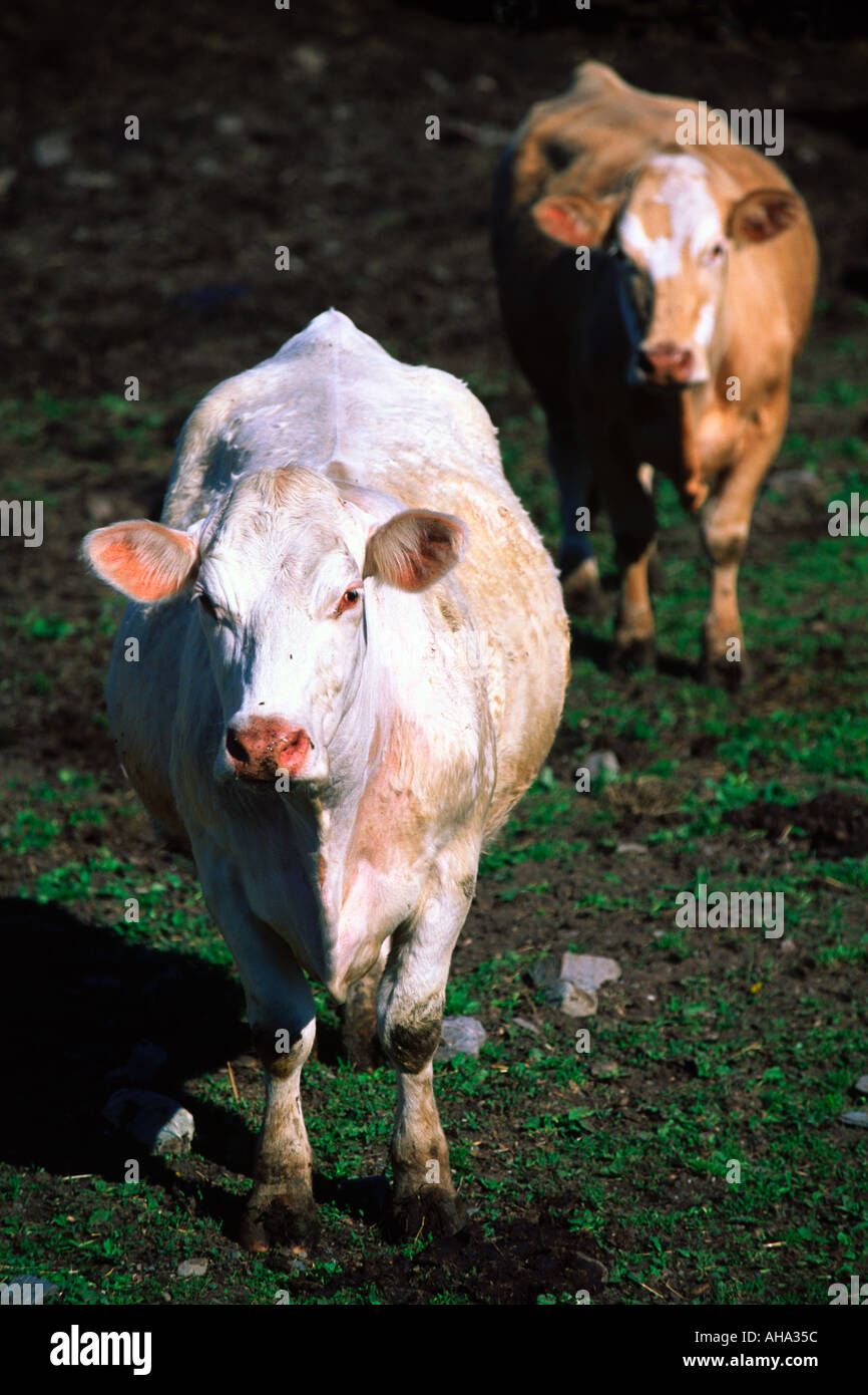 Two cows hi-res stock photography and images - Alamy