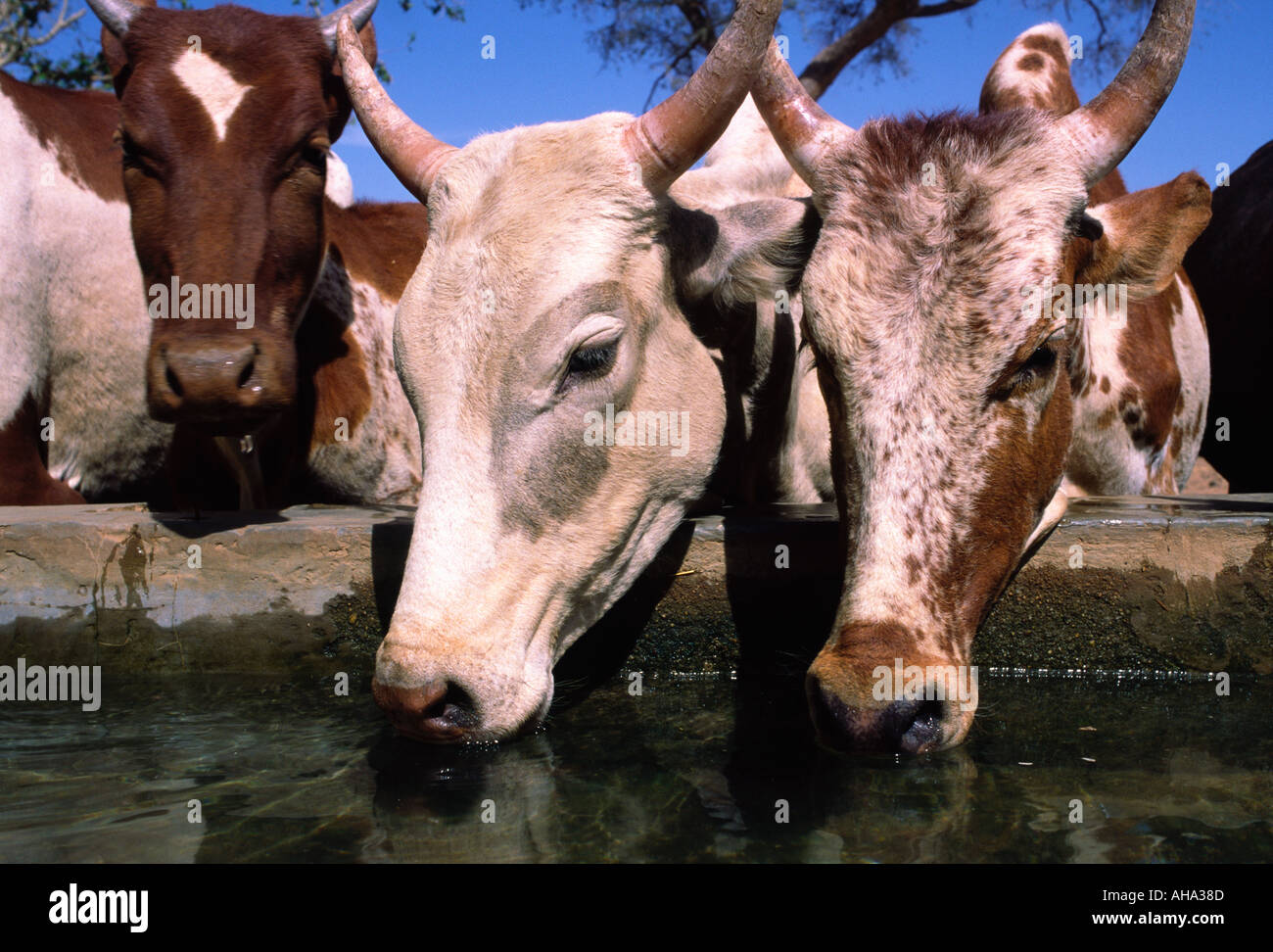 Cattle drinking from trough africa hi-res stock photography and images ...