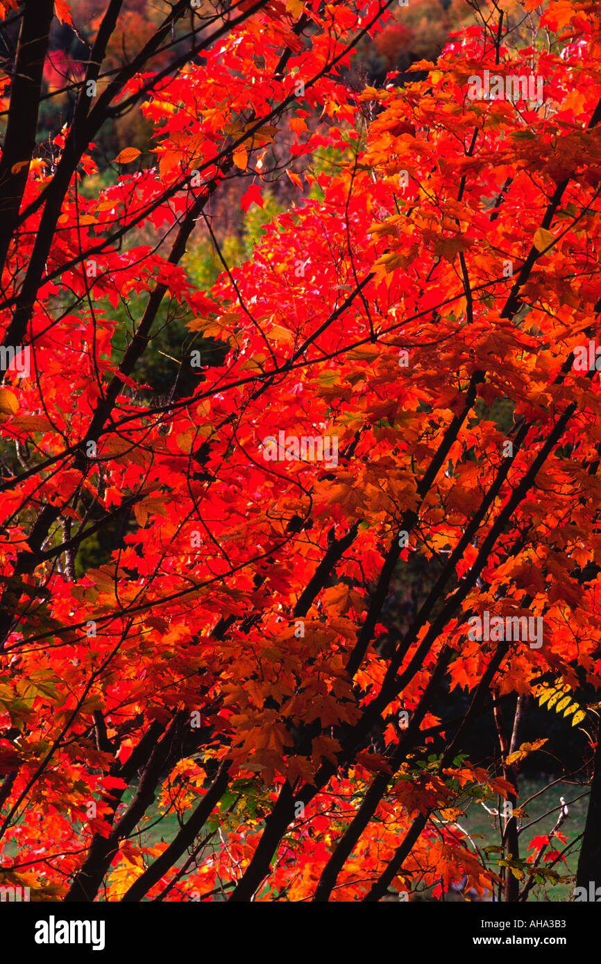 New England fall foliage Stock Photo - Alamy